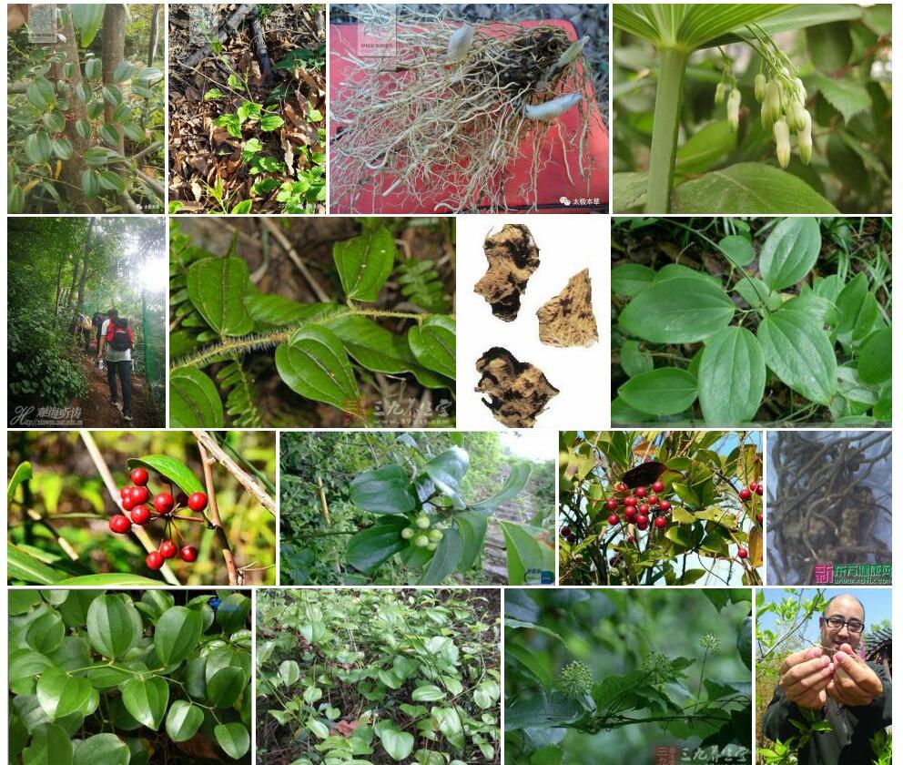 华东菝葜(Smilax sieboldii)拉丁名学名属名科名植物生活型图片