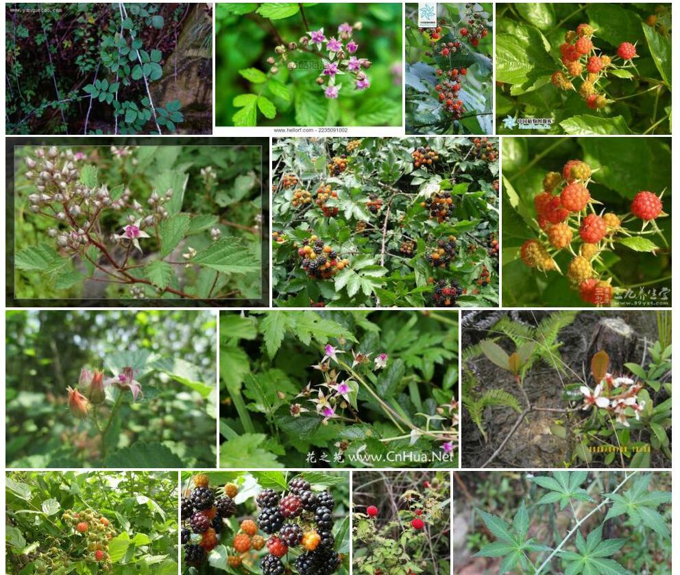 插田泡(Rubus coreanus)拉丁名学名属名科名植物生活型图片